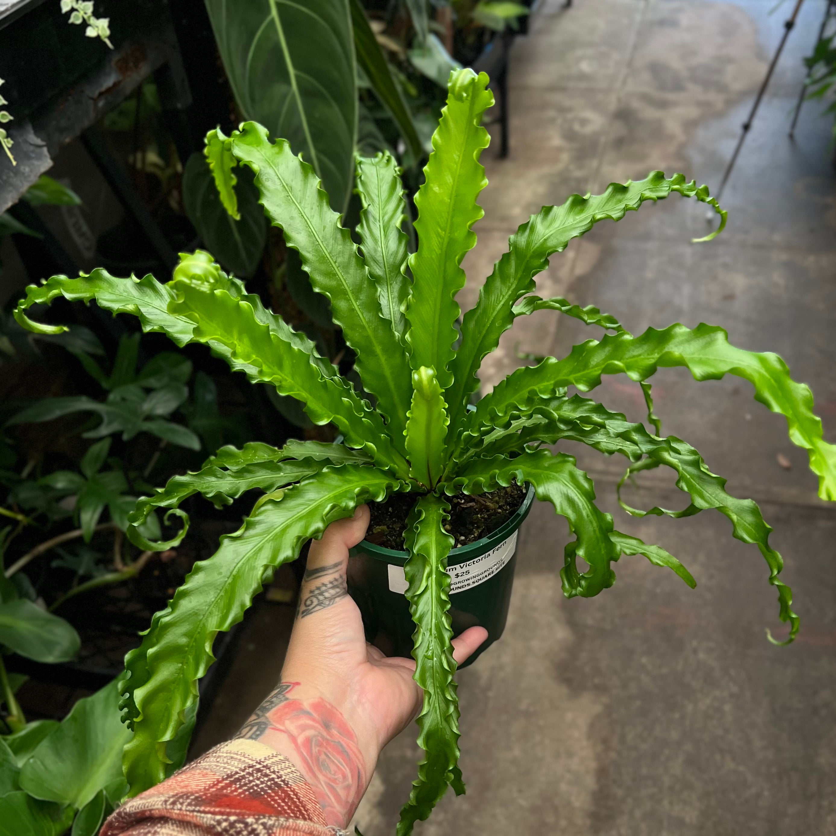 Asplenium Victoria Fern Growing Grounds Australia Asplenium Victoria Fern Growing Grounds Australia