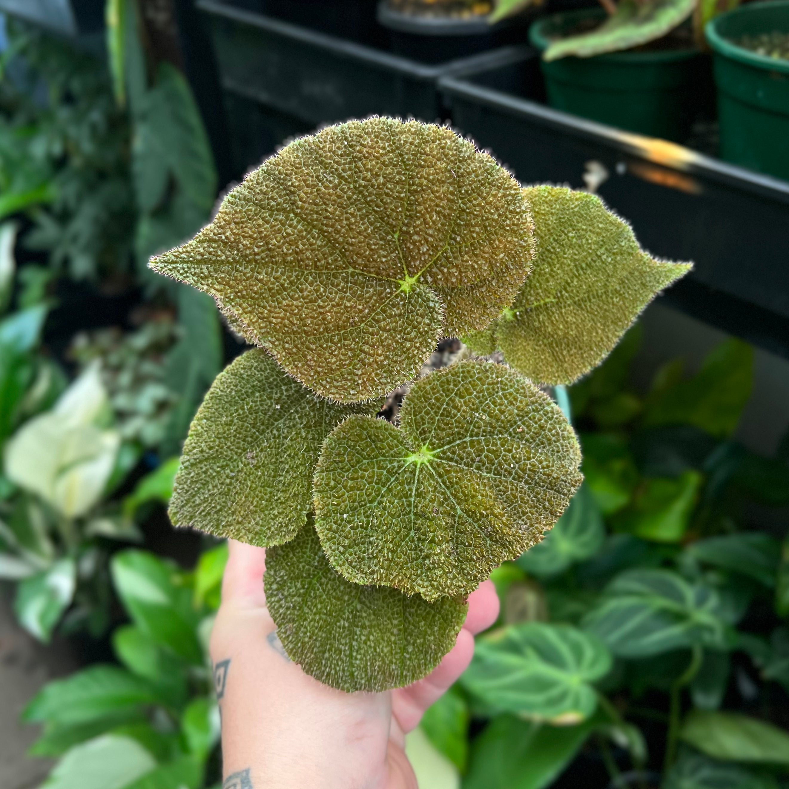 Begonia Masoniana River | Growing Grounds Australia