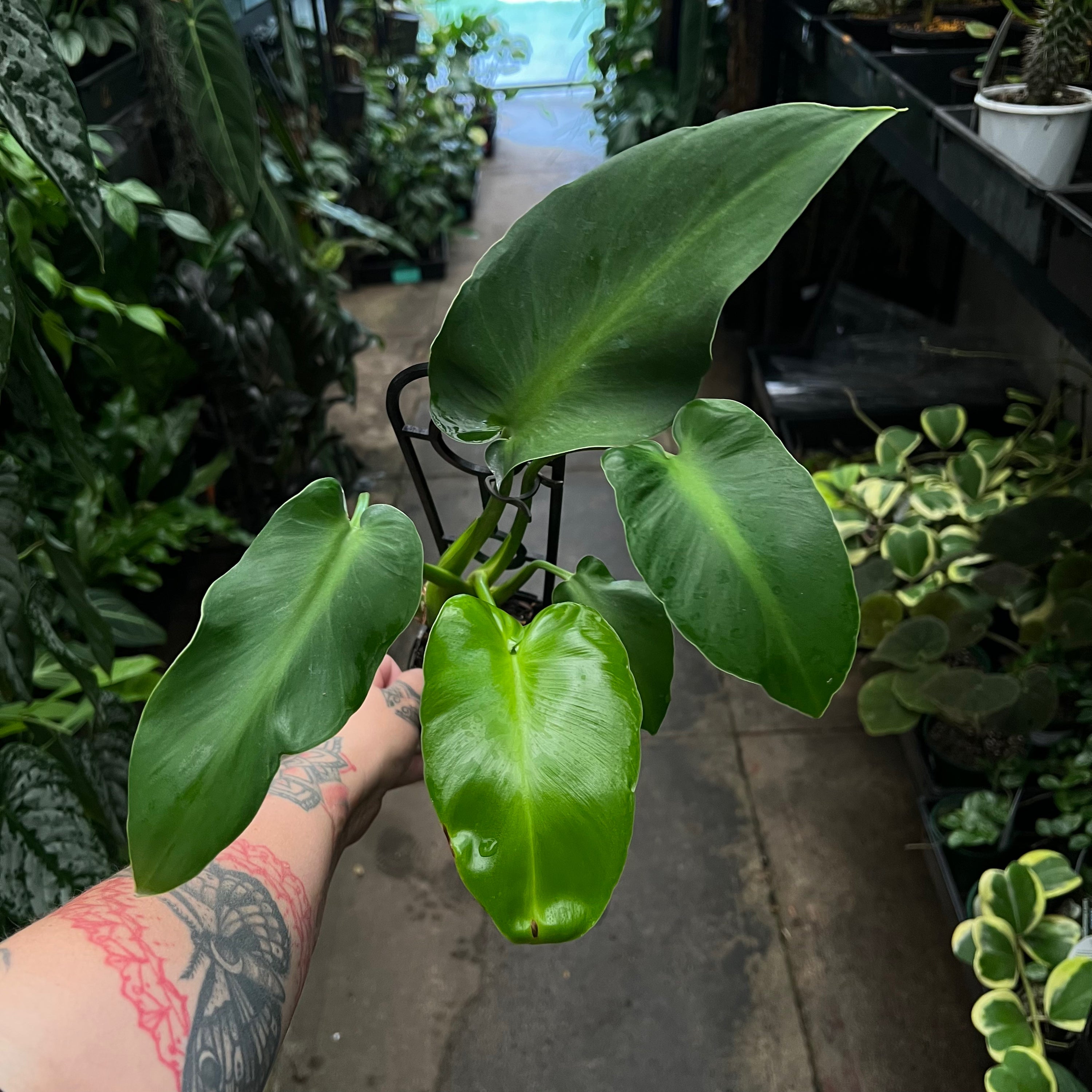 Philodendron Rugosum Aberrant | Growing Grounds Australia