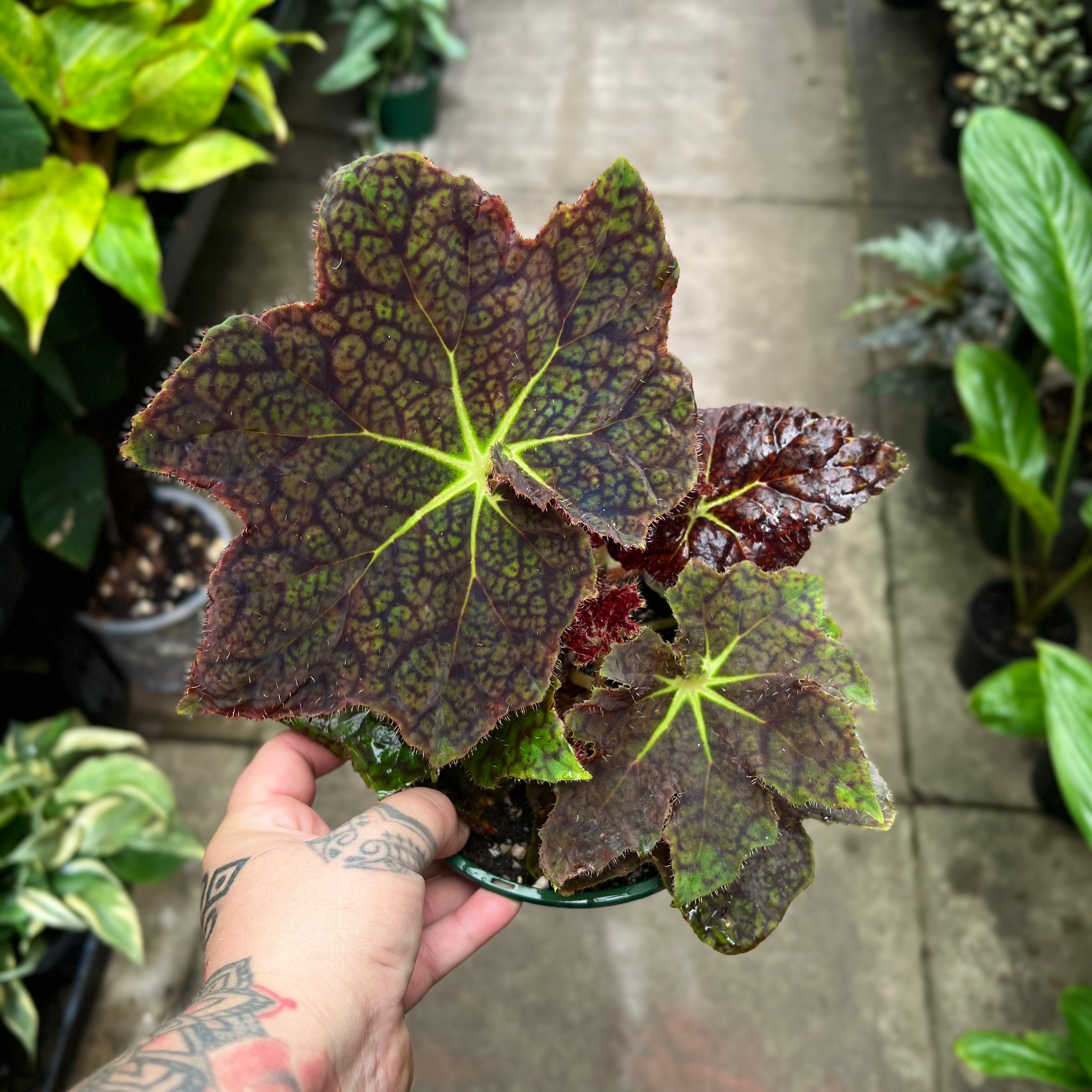 Begonia Fuscomaculata | Growing Grounds Australia