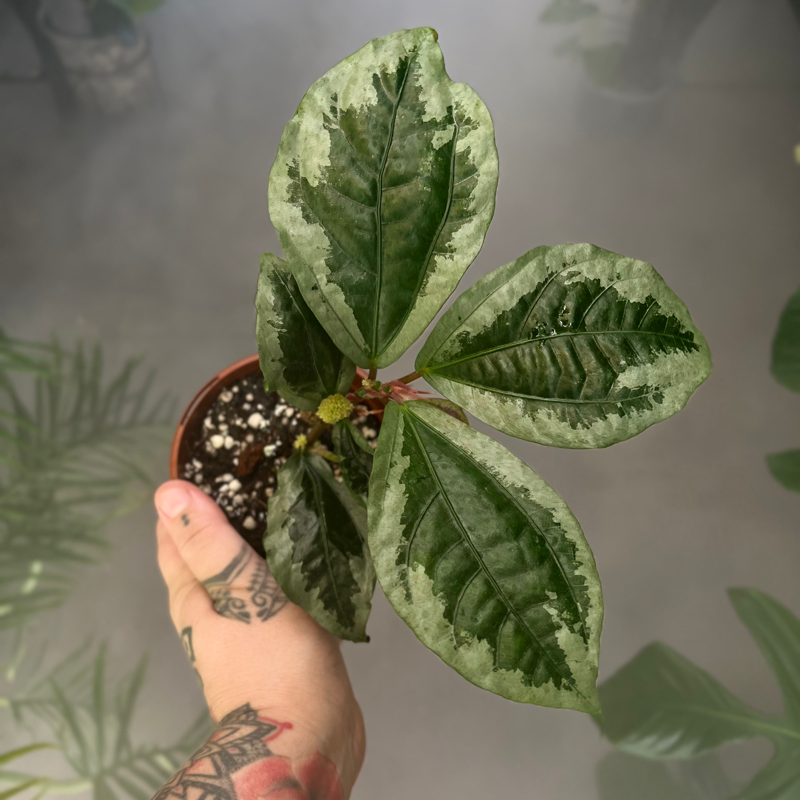 Elatostema Vittatum | Growing Grounds Australia