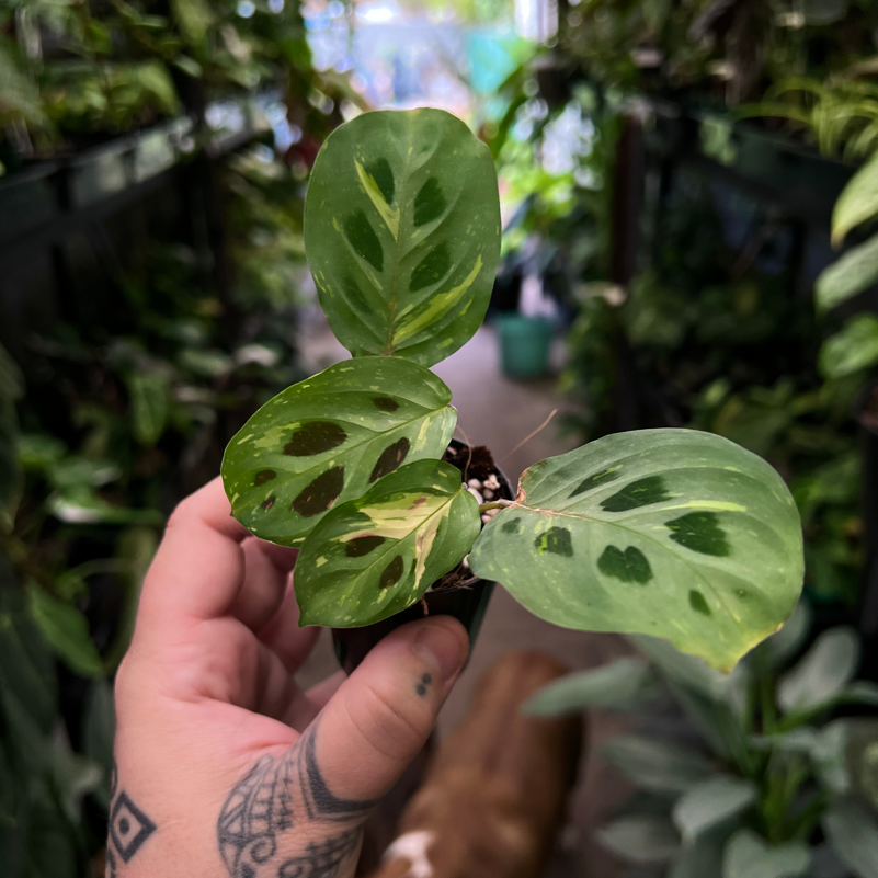 Maranta Kerchoveana Variegata | Growing Grounds Australia