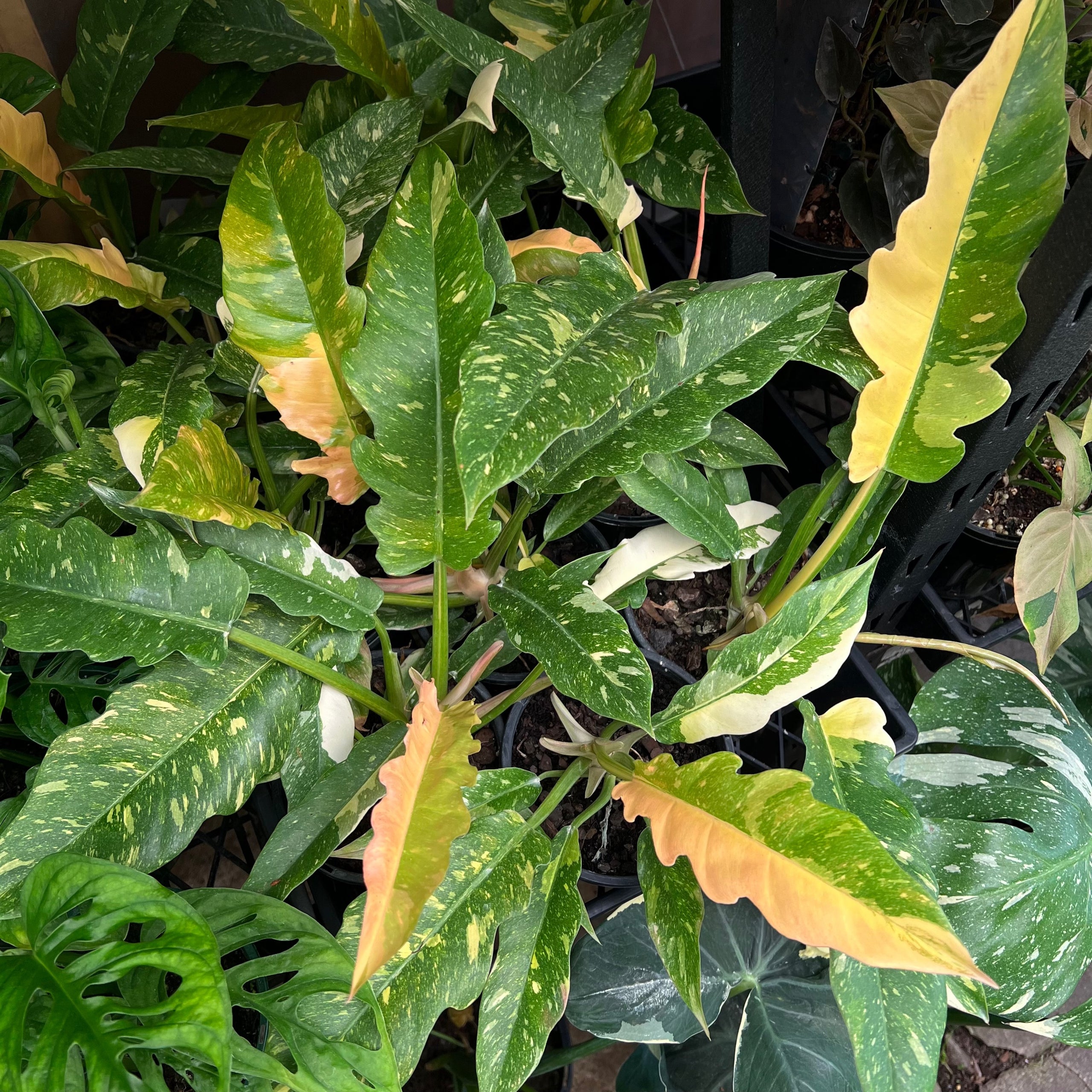 Philodendron Variegated Ring of Fire | Growing Grounds Australia