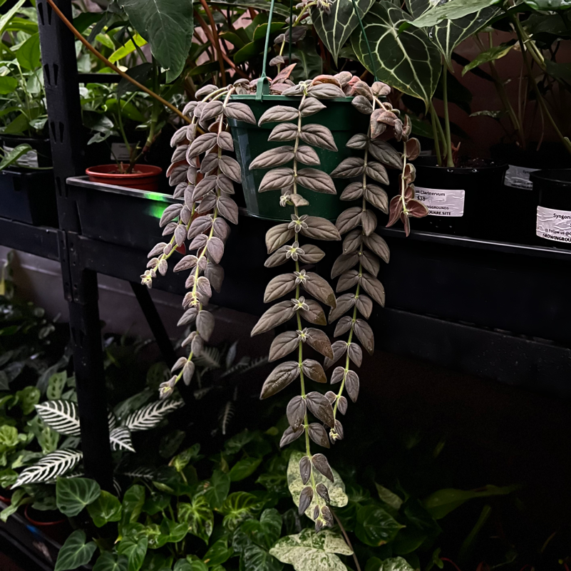 Columnea Gloriosa Variegata | Growing Grounds Australia