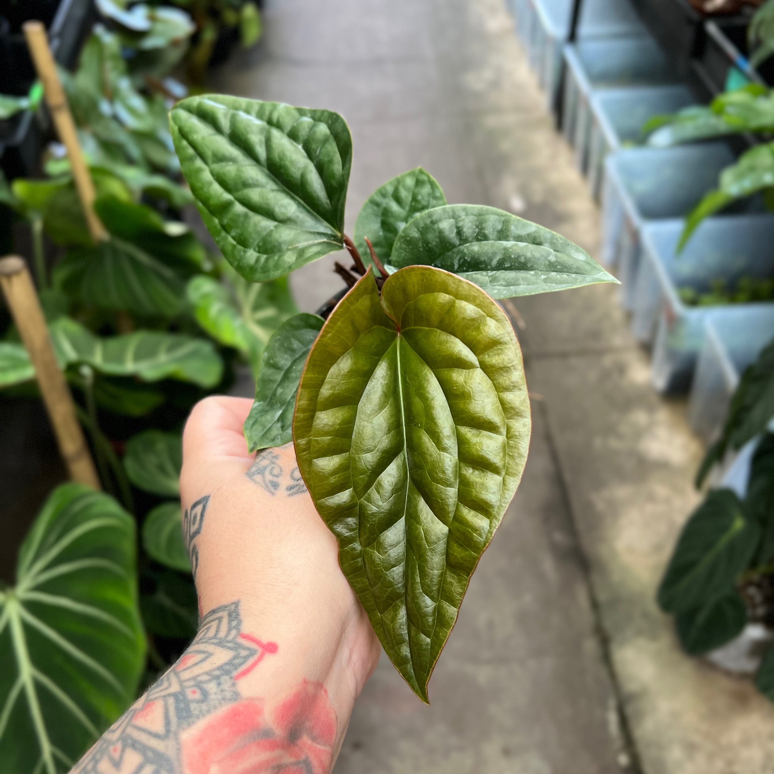 Anthurium Luxurians X Radicans | Growing Grounds Australia