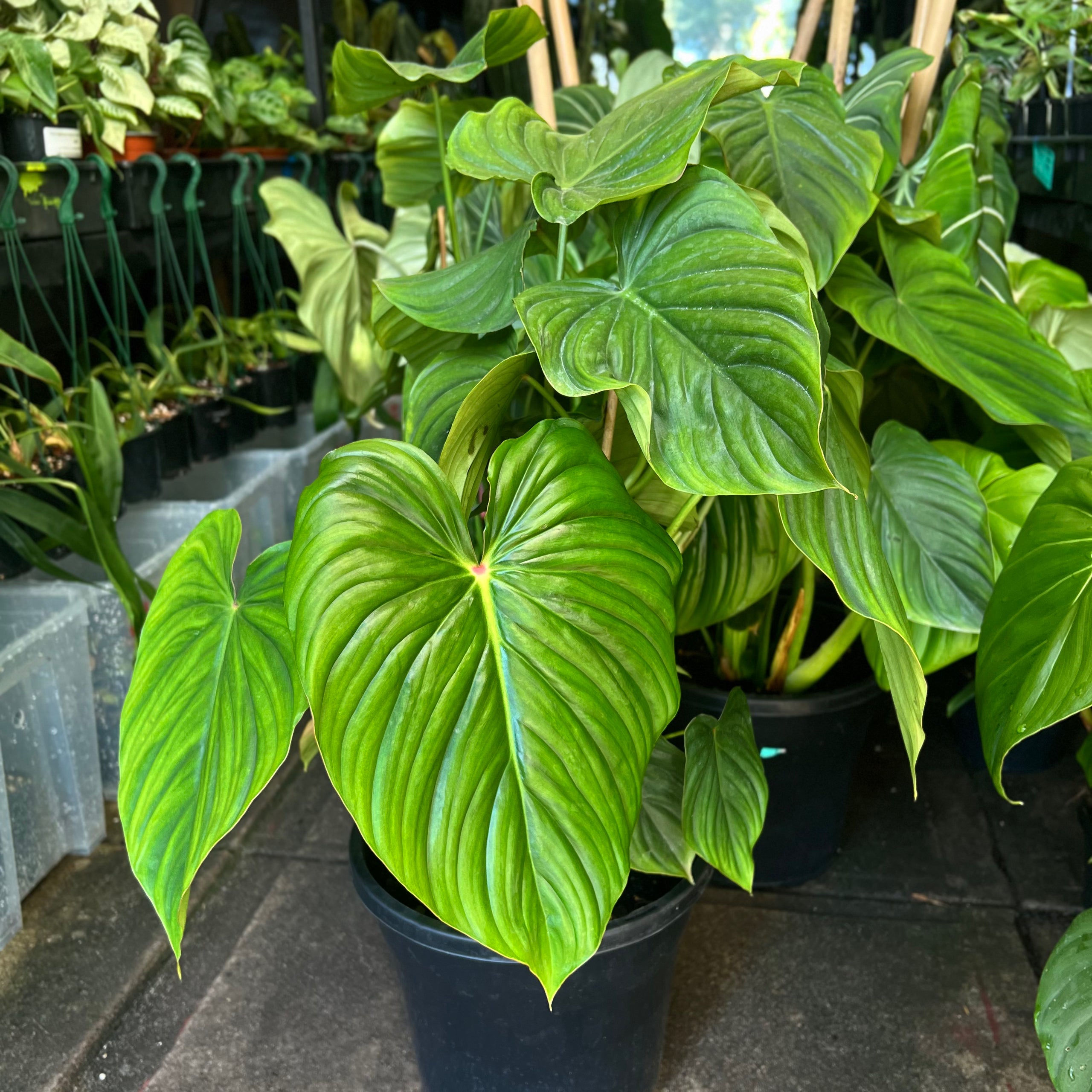 Philodendron Peltatum | Growing Grounds Australia