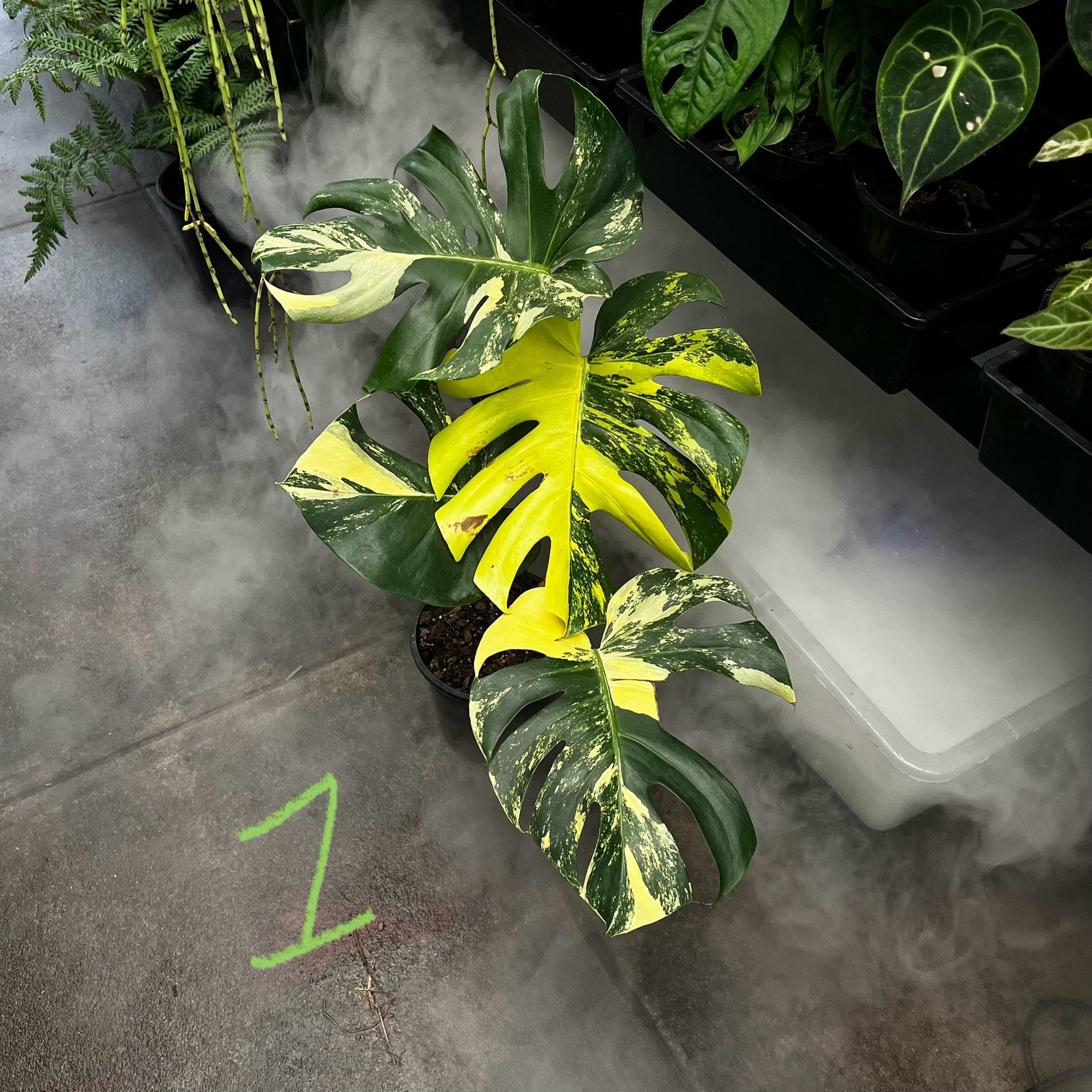 Yellow Monstera Thai Constellation | Growing Grounds Australia