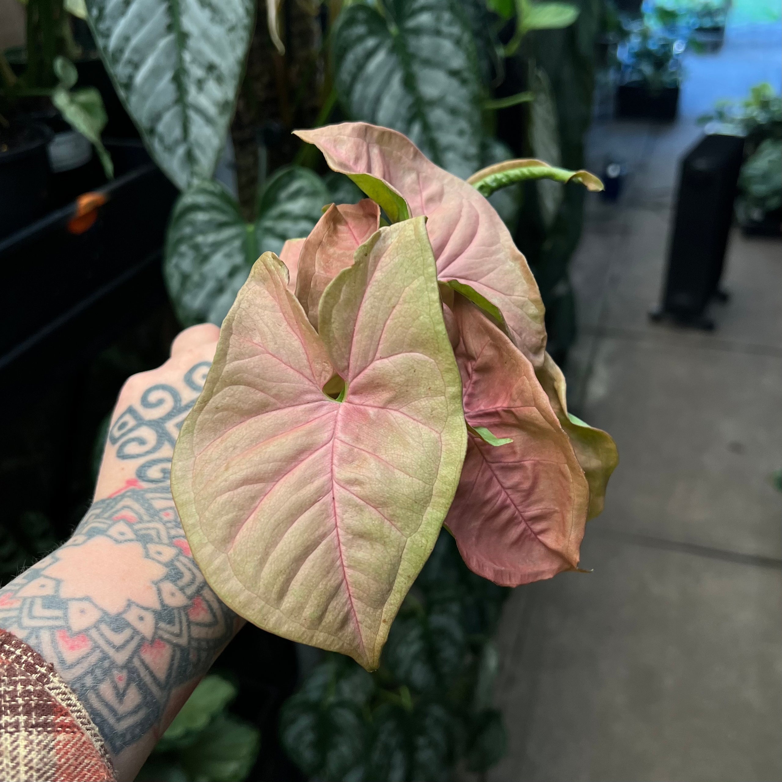 Syngonium Neon | Growing Grounds Australia