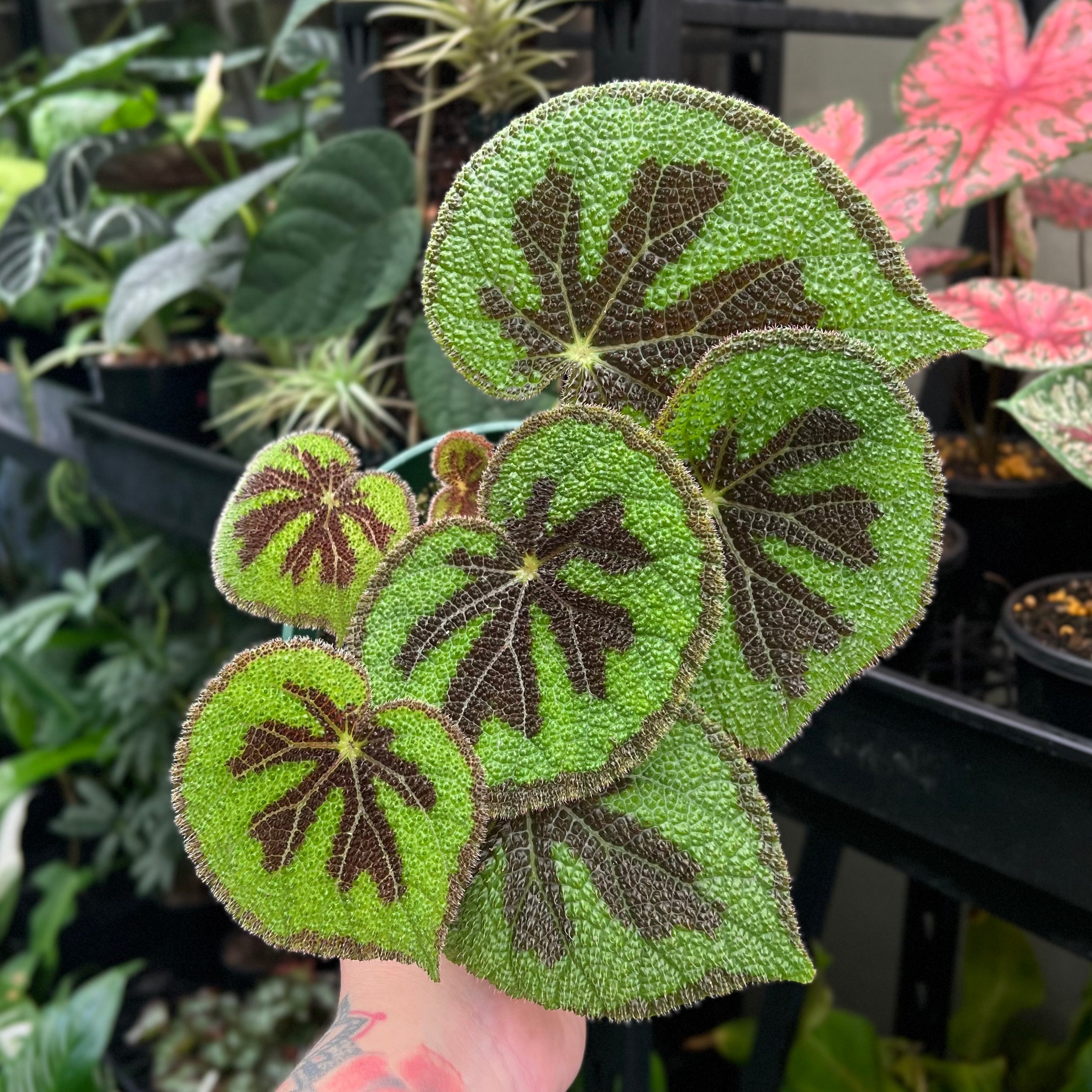 Begonia Variegata | Growing Grounds Australia